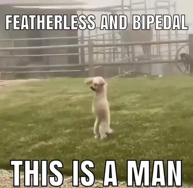 FEATHERLESS AND BIPEDAL THIS IS 01 MON - iFunny