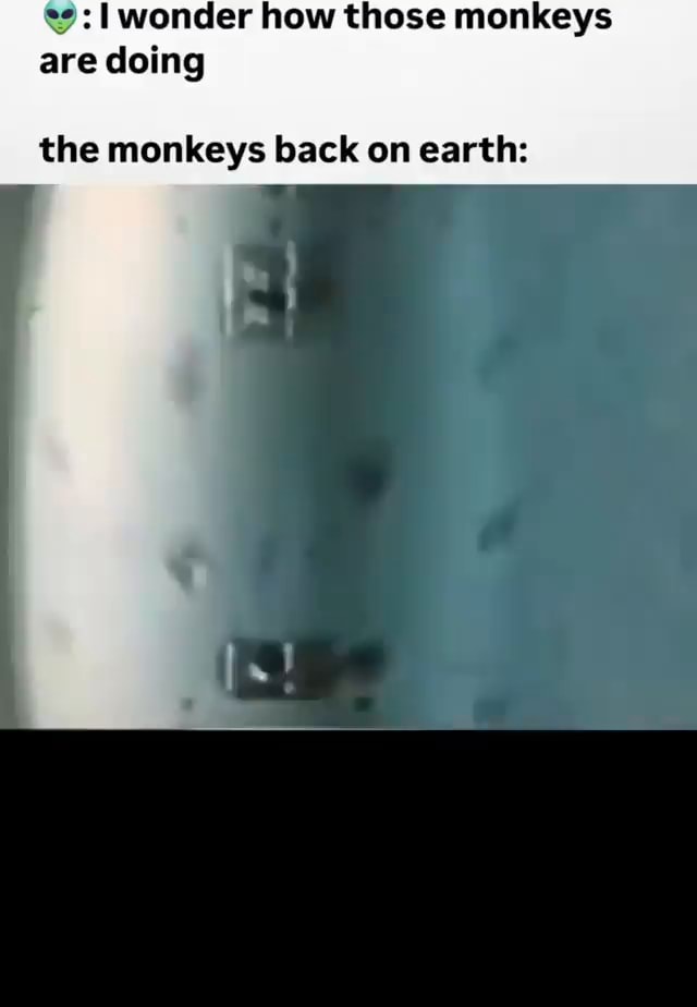 Iwonder how those monkeys are doing the monkeys back on earth: - iFunny