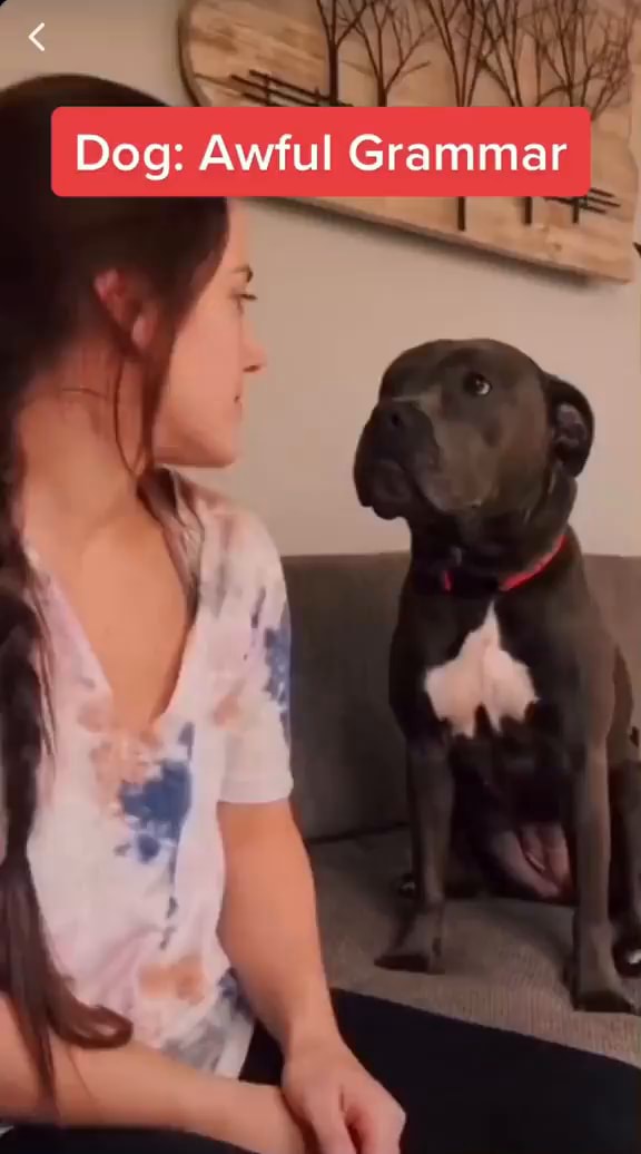 Dog: Awful Grammar - America’s best pics and videos