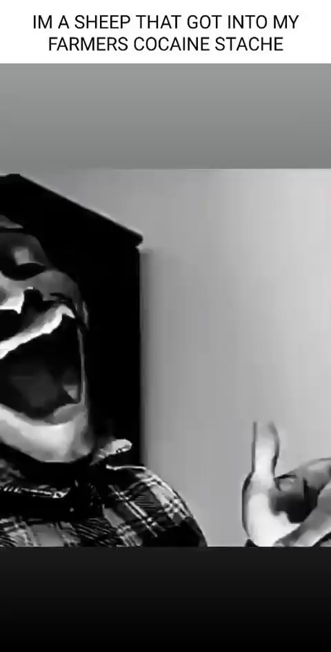 IM A SHEEP THAT GOT INTO MY FARMERS COCAINE STACHE - iFunny