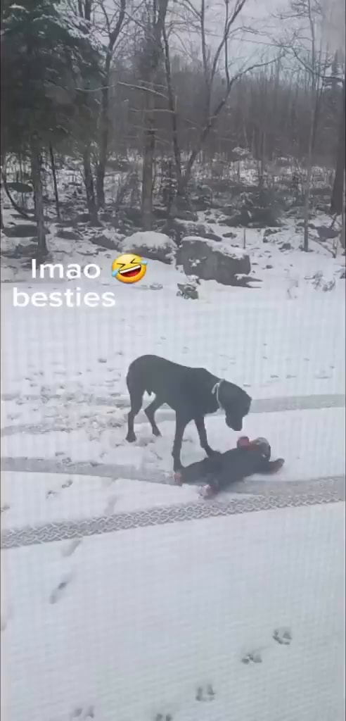 Video memes XkenniJJA by THE_PSYCHO_WOLF_ - iFunny