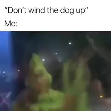 "Don't wind the dog up" Me - iFunny