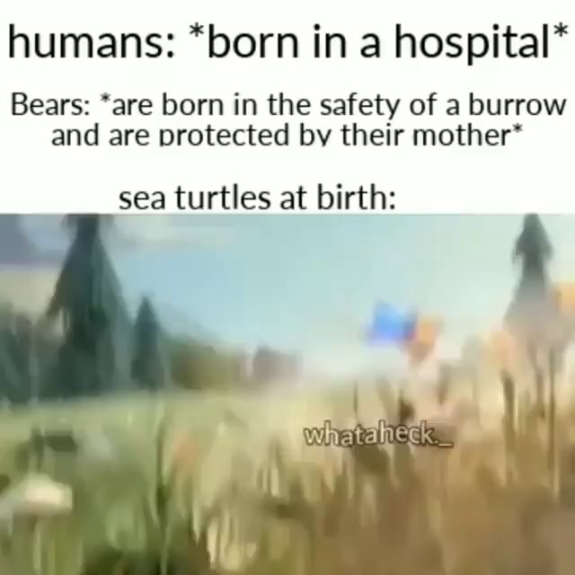 Humans: *born in a hospital* Bears: *are born in the safety of a burrow ...