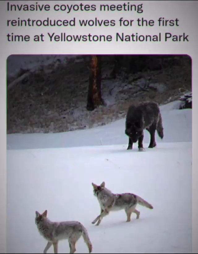 Invasive coyotes meeting reintroduced wolves for the first time at ...