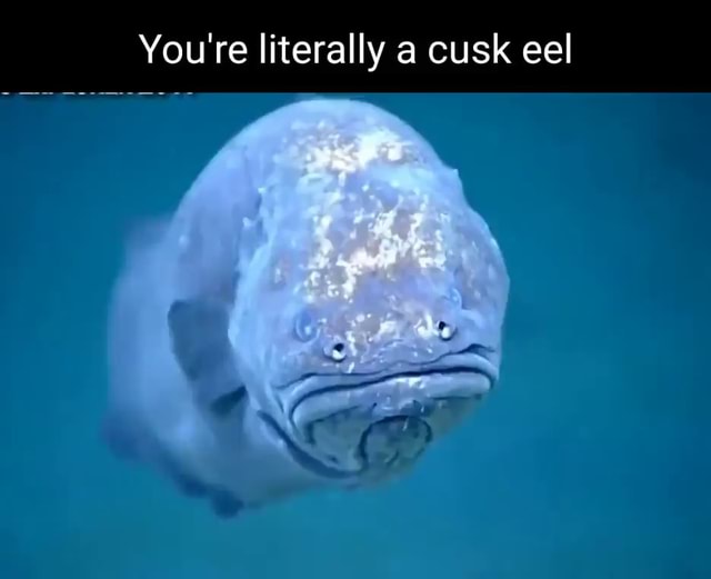 You're literally a cusk eel "See - iFunny