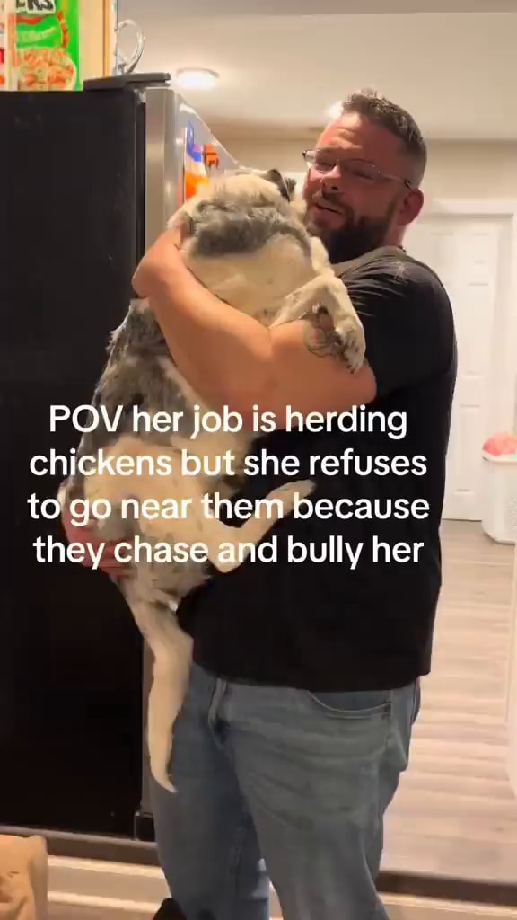 POV her job is herding chickens but she refuses to go near them because ...