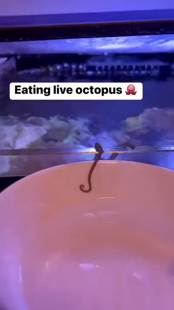 Eating live octopus - iFunny