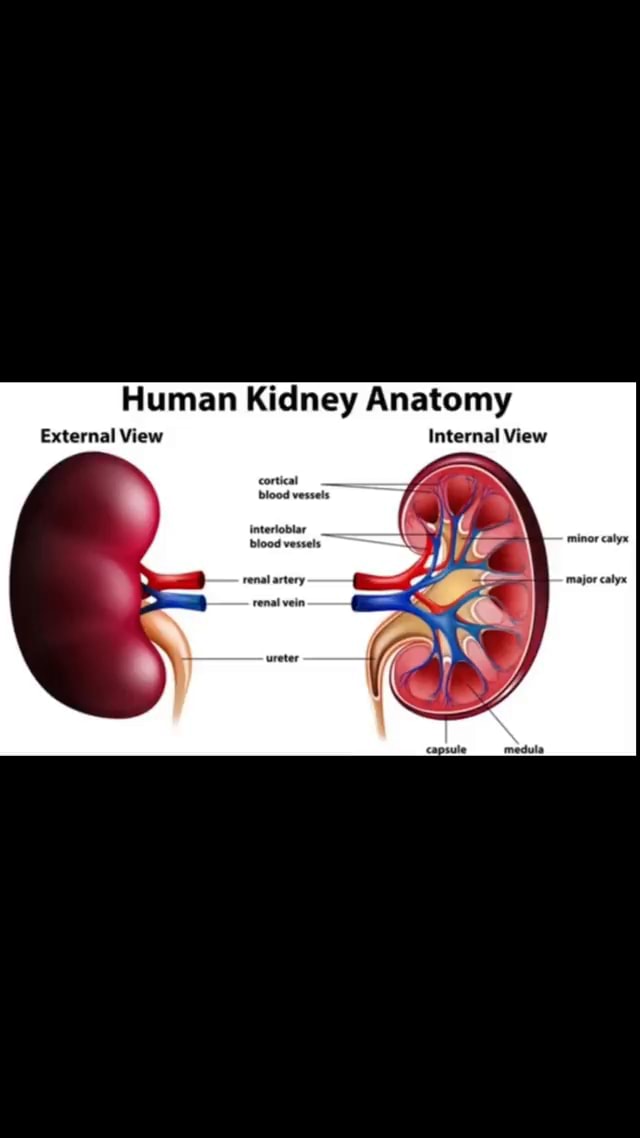 Human Kidney Anatomy External View Internal View contica _ blood ...