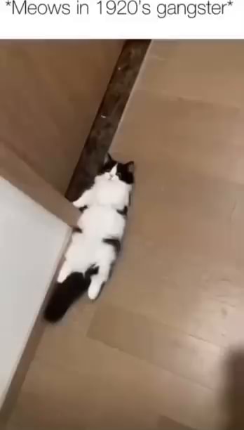 Meows in 1920's gangste - iFunny