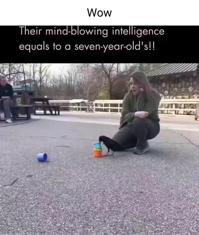 Wow Their mind-blowing intelligence equals to seven-year-old's!! - iFunny