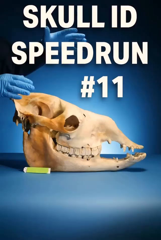 Skull Id Speedrun Ifunny
