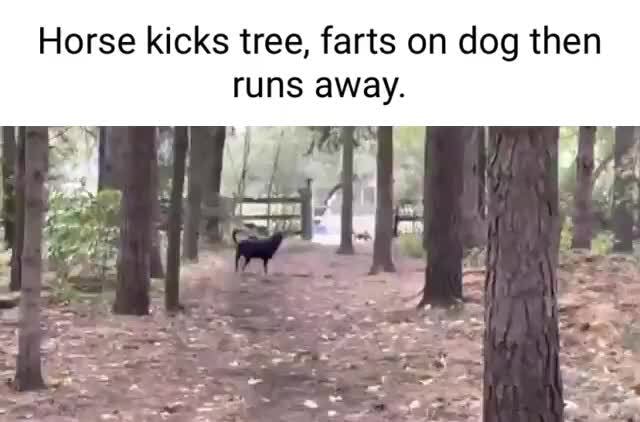 Horse kicks tree, farts on dog then runs away. - iFunny