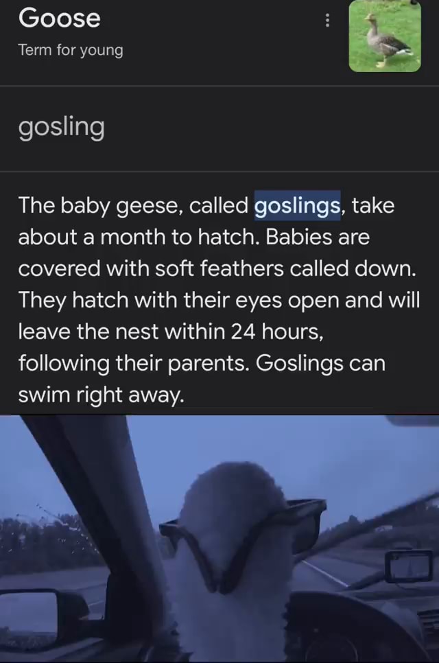 Goose Term for young gosling The baby geese, called goslings, take ...