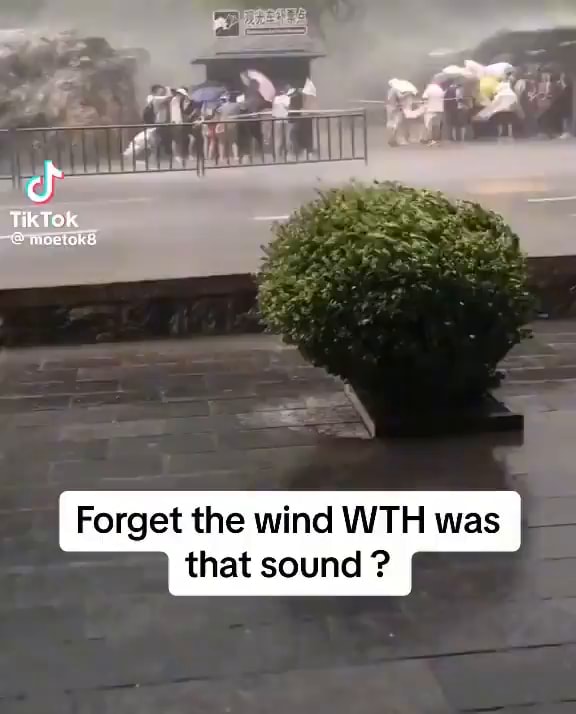 TikTok Forget the wind WTH was that sound ? - iFunny