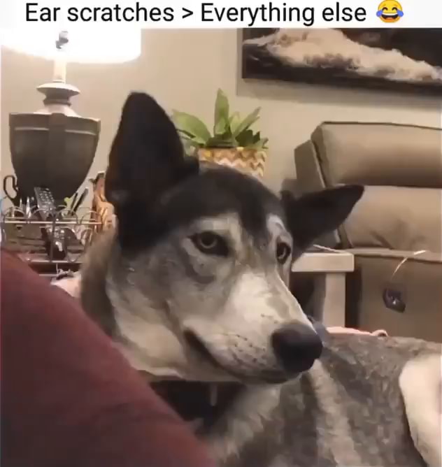 Ear scratches > Everything else - iFunny