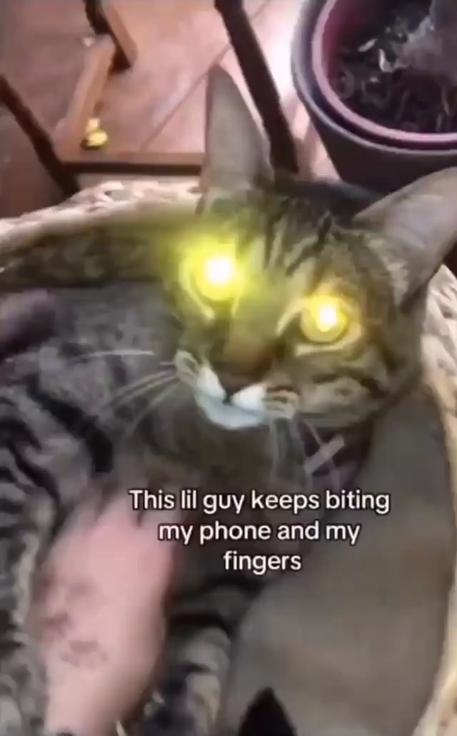 This lil guy keeps biting my phone and my fingers - iFunny