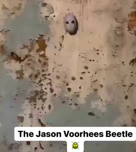 The Jason Voorhees Beetle - iFunny