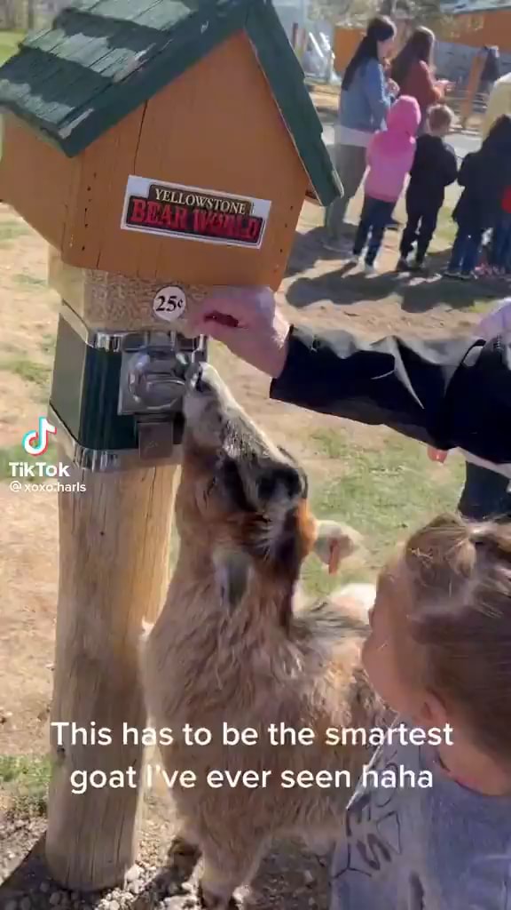 Cf TikTok This has to be the smartest goat l've ever seen aha - iFunny