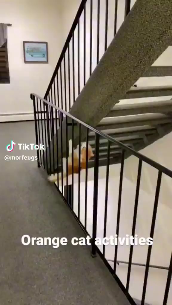 @morfevgs Orange cat activities - iFunny