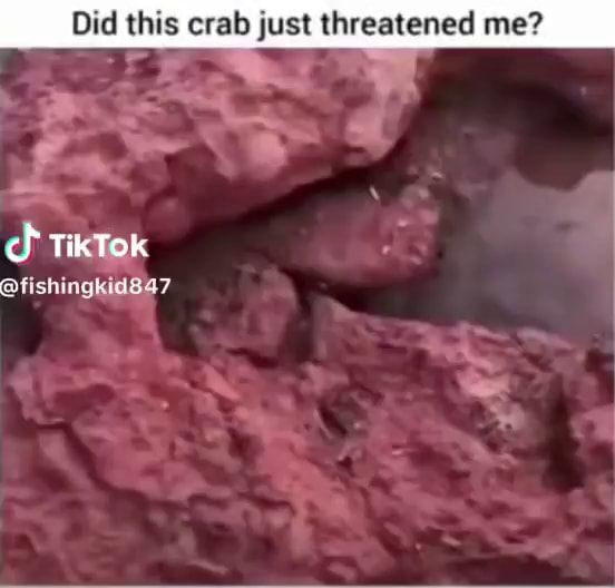 Did this crab just threatened me? TikTok @fishingkid847 - iFunny