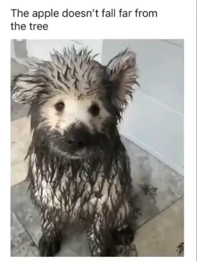 The apple doesn't fall far from the tree - iFunny