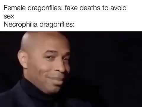 Female dragonflies: fake deaths to avoid sex Necrophilia dragonflies ...