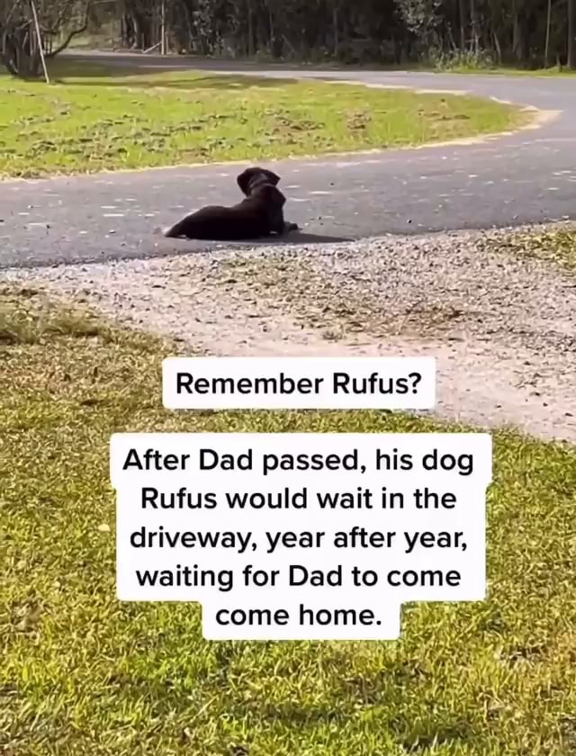 Remember Rufus? After Dad passed, his dog Rufus would wait in the ...