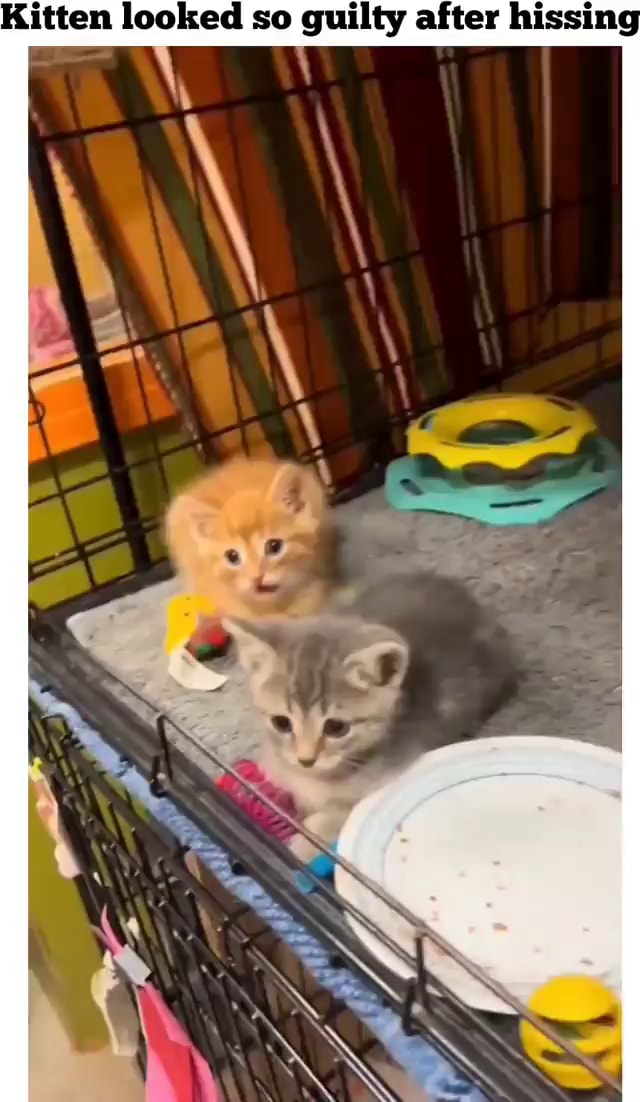 Kitten looked so guilty after hissing - iFunny