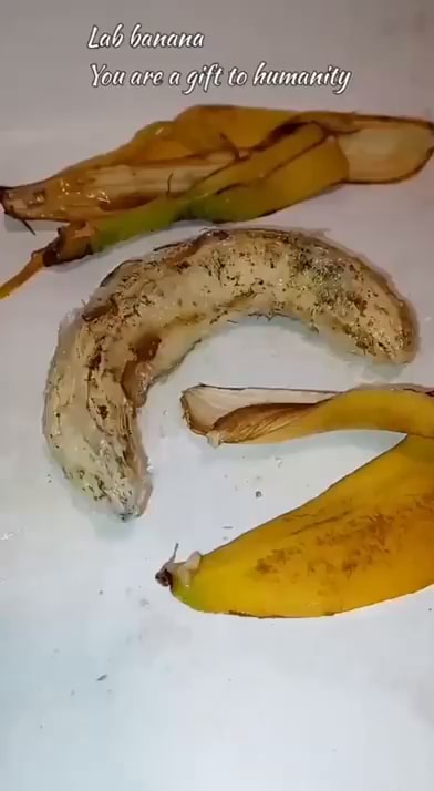 Lab Youareagifcto humanity - iFunny