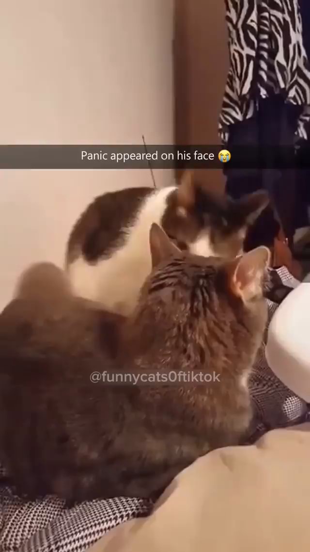 Panic appeared on his face tfunnycatsOftiktok - iFunny