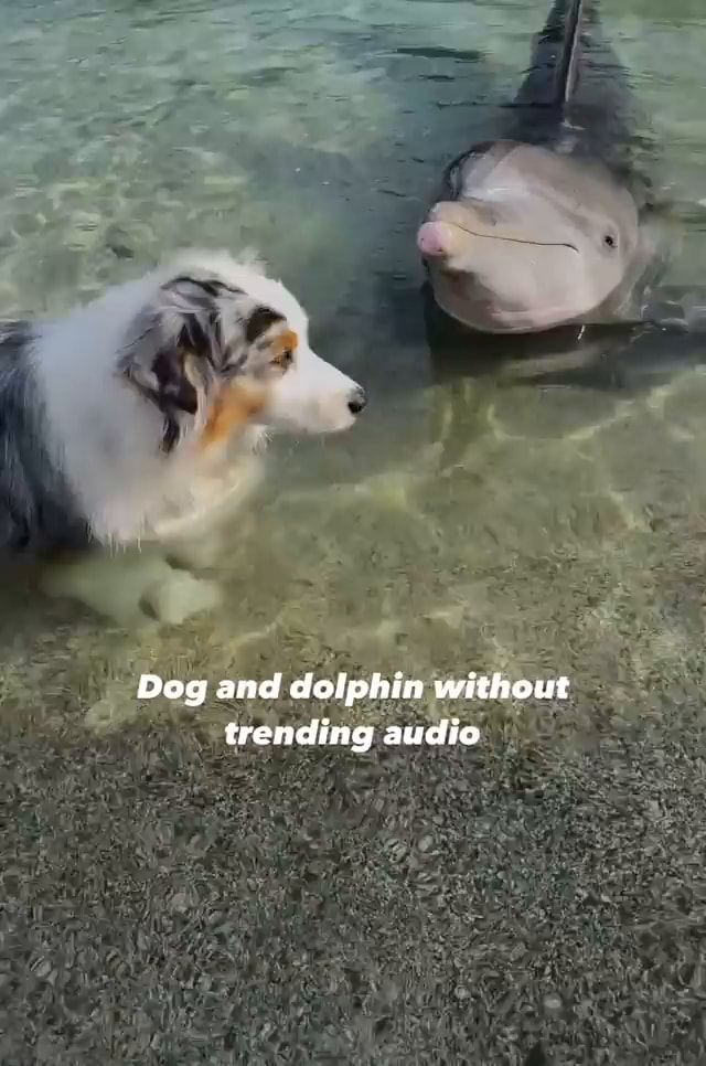 Dog and dolphin without trending audio - iFunny