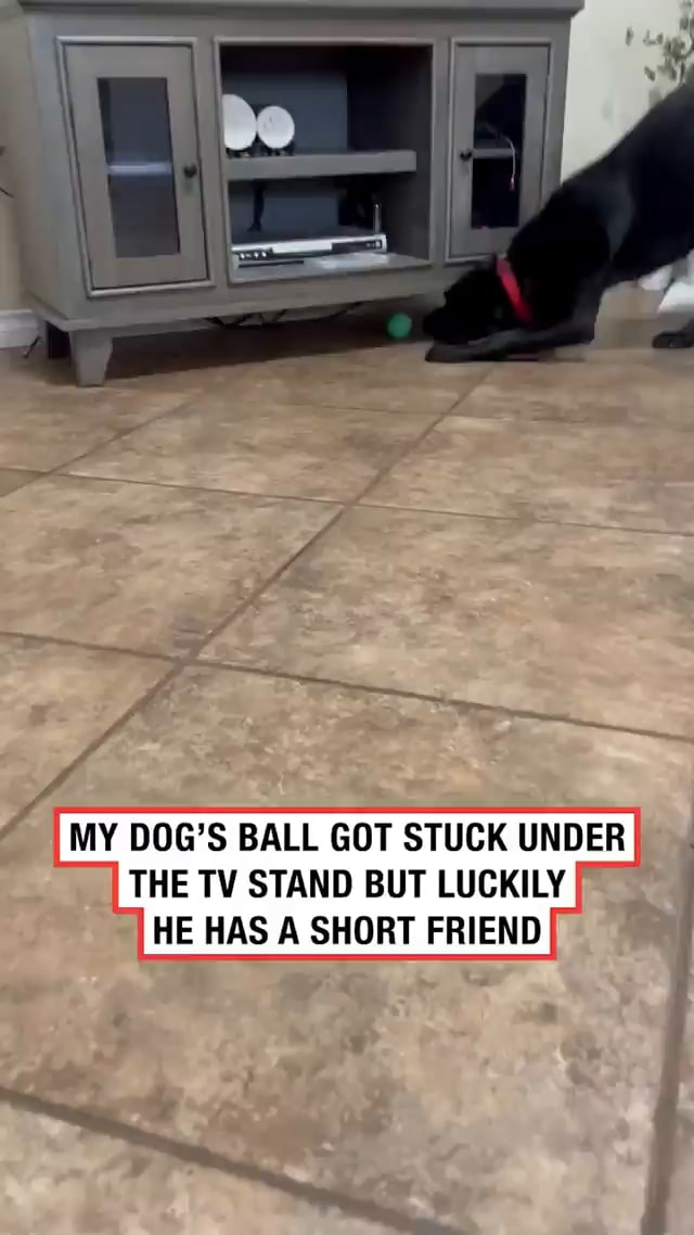 MY DOG'S BALL GOT STUCK UNDER THE TV STAND BUT LUCKILY I HE HAS A SHORT ...
