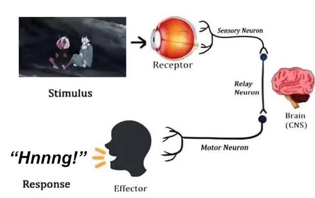 Sensory Neuron Receptor Relay Stimulus Neuron Brain (CNS) Motor Neuron ...