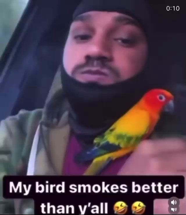 My bird smokes better la than 'all - iFunny