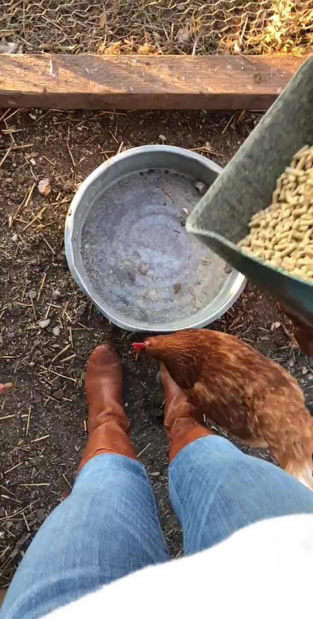 Just some stupid chickens - iFunny