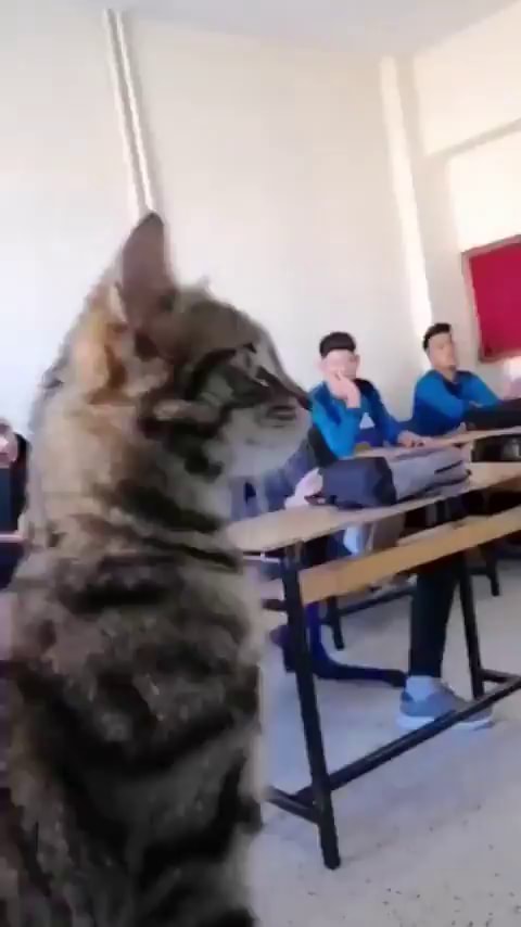 Teacher, I know the answer! - iFunny