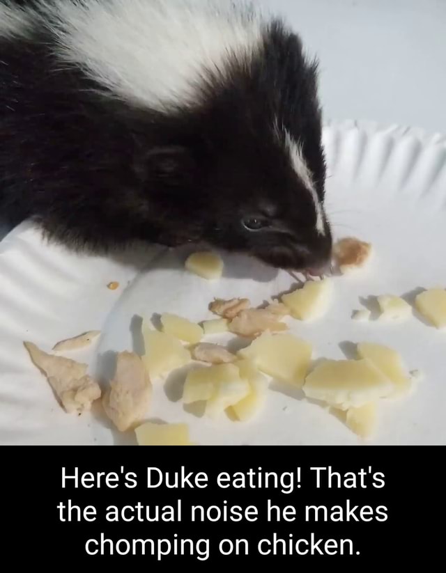 Here's Duke eating! That's the actual noise he makes chomping on ...