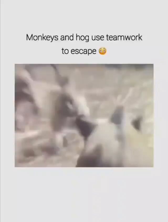 Monkeys and hog use teamwork to escape - iFunny