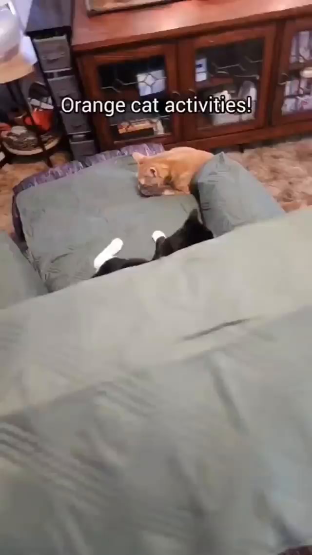 Orange cat activities! ied - iFunny