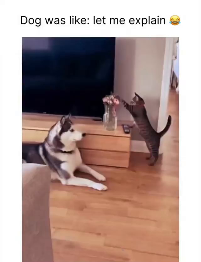Dog was like: let me explain - iFunny