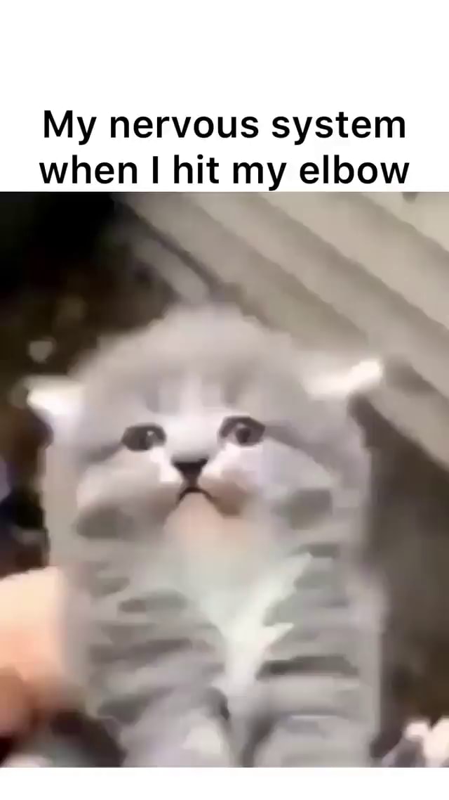 My nervous system when I hit my elbow - iFunny