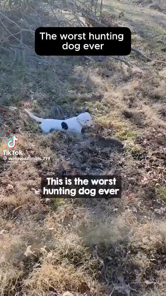 The worst hunting dog ever TikTok weloveatinais. 719 This is the worst ...