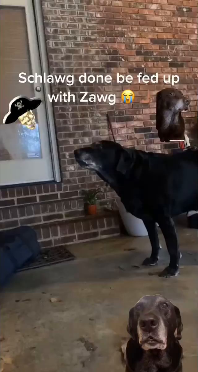 Schlawg done be fed up with Zawg - iFunny