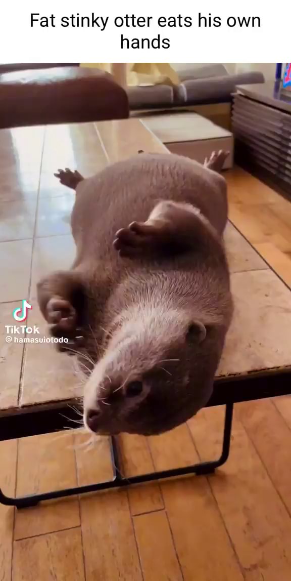 Fat stinky otter eats his own hands I - iFunny