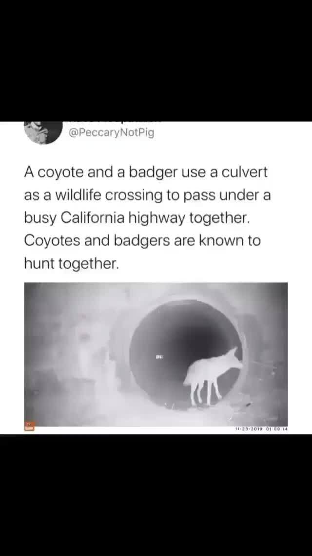 A coyote and a badger use a culvert as a wildlife crossing to pass ...