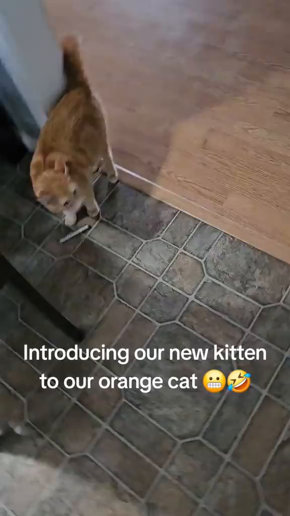 Introducing our new kitten to our orange cat - iFunny