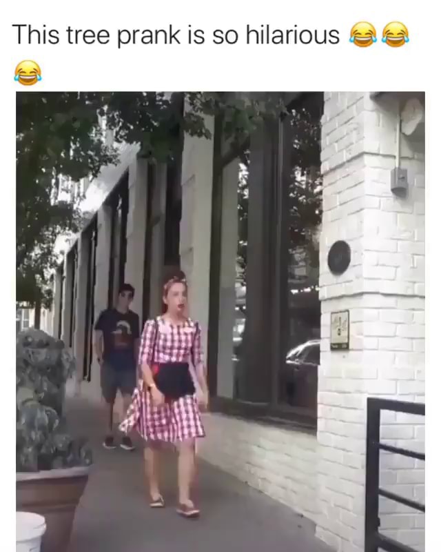 Tree Prank - This tree prank is so hilarious ais - iFunny