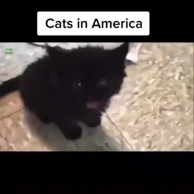 Cats in America I Cats Cats Cats in America I America America America ...