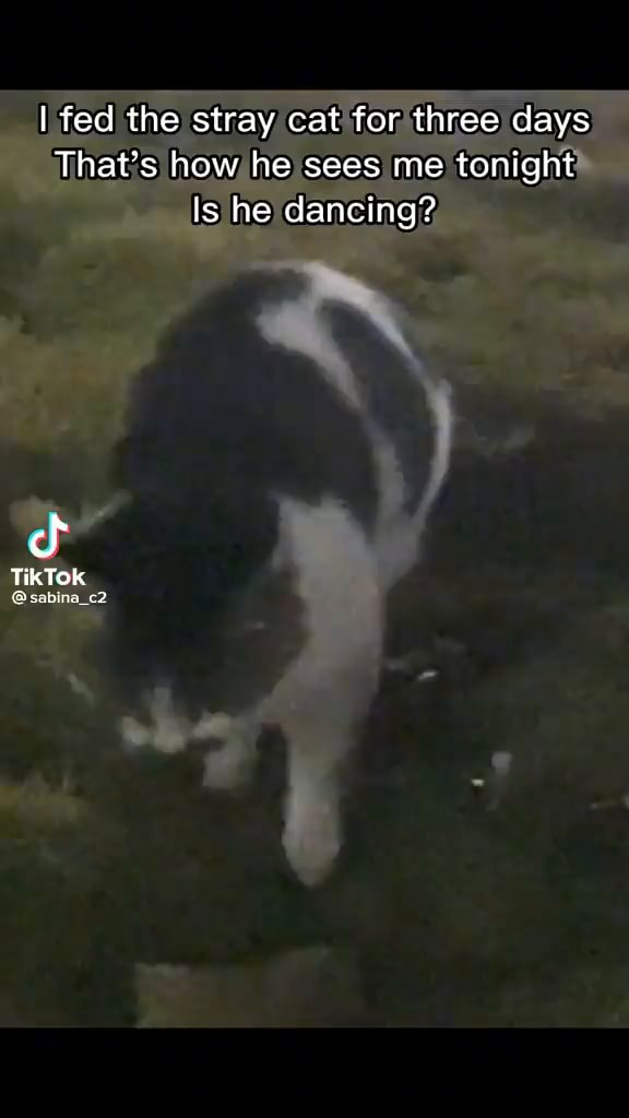 I fed the stray cat for three days That's how he sees me tonight Is he ...