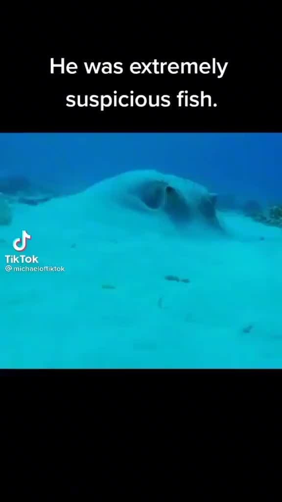He was extremely suspicious fish. TikTok michacloftiktok - iFunny